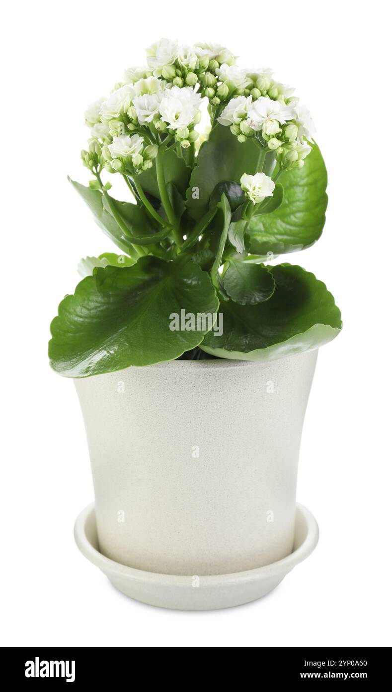 One beautiful kalanchoe flower in pot isolated on white Stock Photo - Alamy