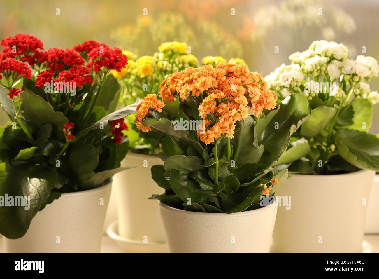 Different beautiful kalanchoe flowers in pots indoors, closeup Stock ...