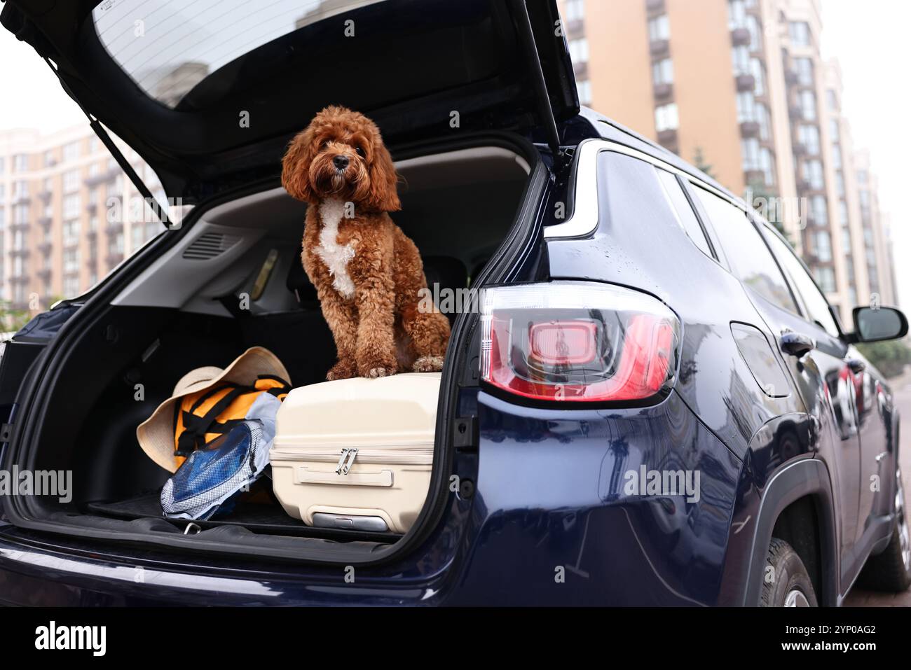 Cute Cavapoo dog with suitcase and other stuff in car trunk Stock Photo ...