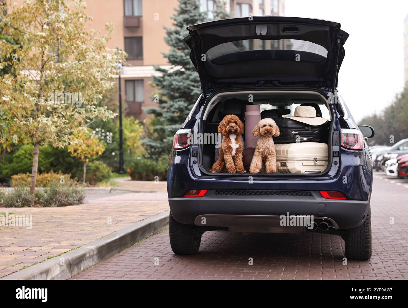Cute fluffy dogs sitting near suitcases in car trunk Stock Photo - Alamy