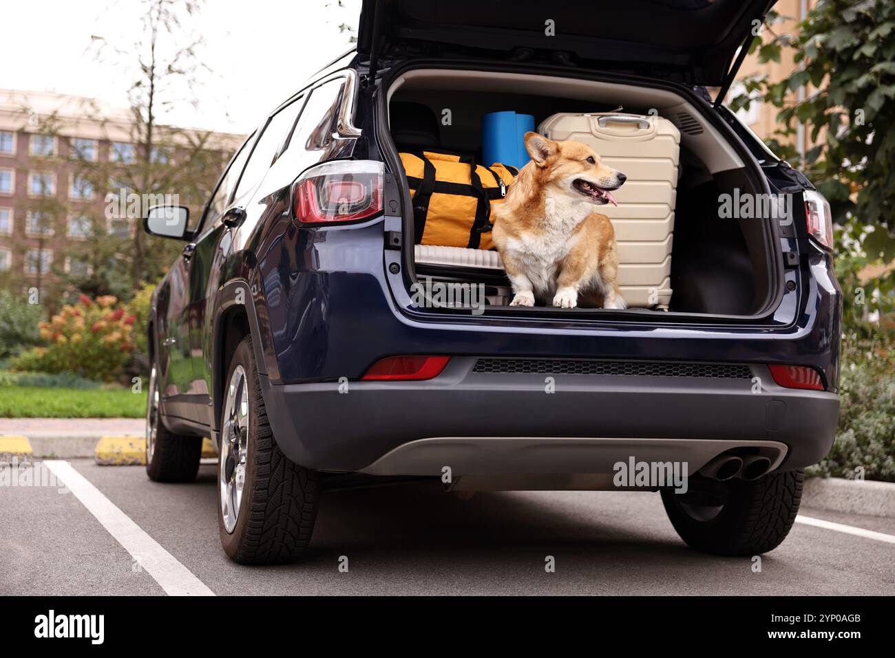 Pembroke Welsh Corgi with suitcases and other stuff in car trunk Stock ...