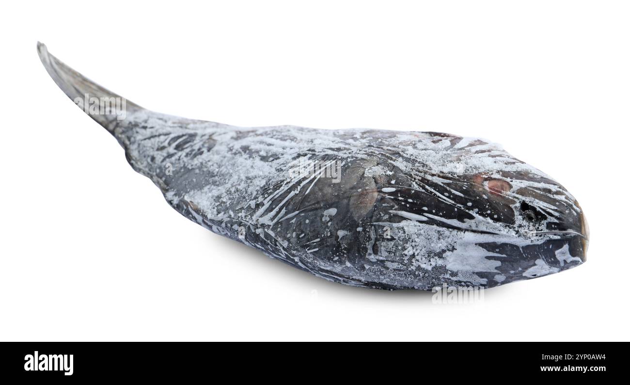 One frozen carp fish isolated on white Stock Photo - Alamy