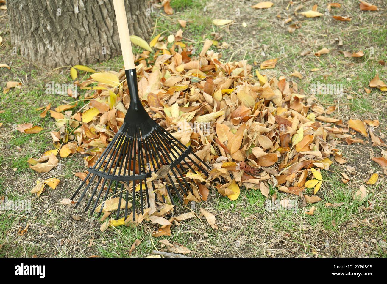 Collecting fallen leaves in hi-res stock photography and images - Alamy