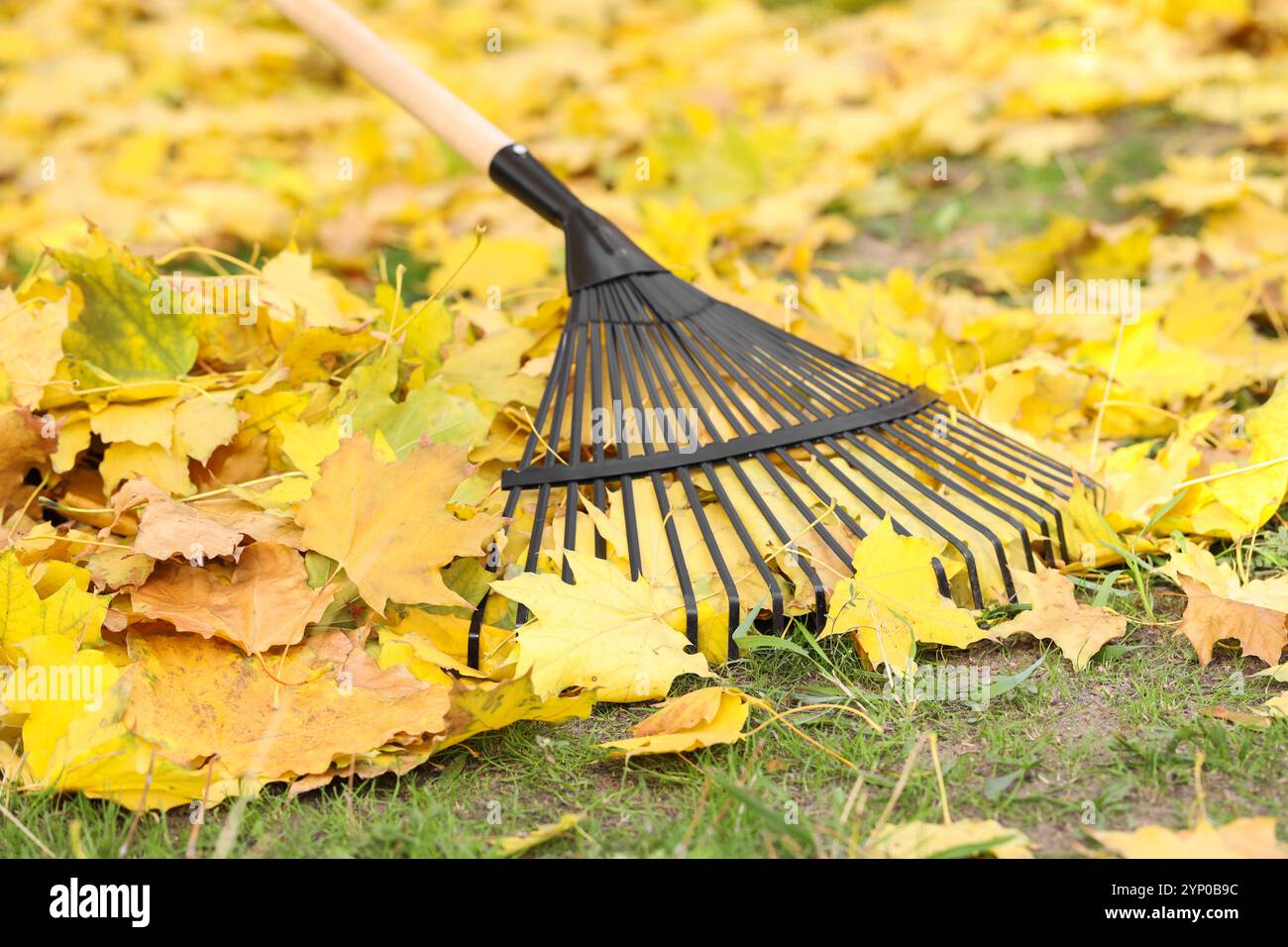 Gathering maple leaves hi-res stock photography and images - Alamy