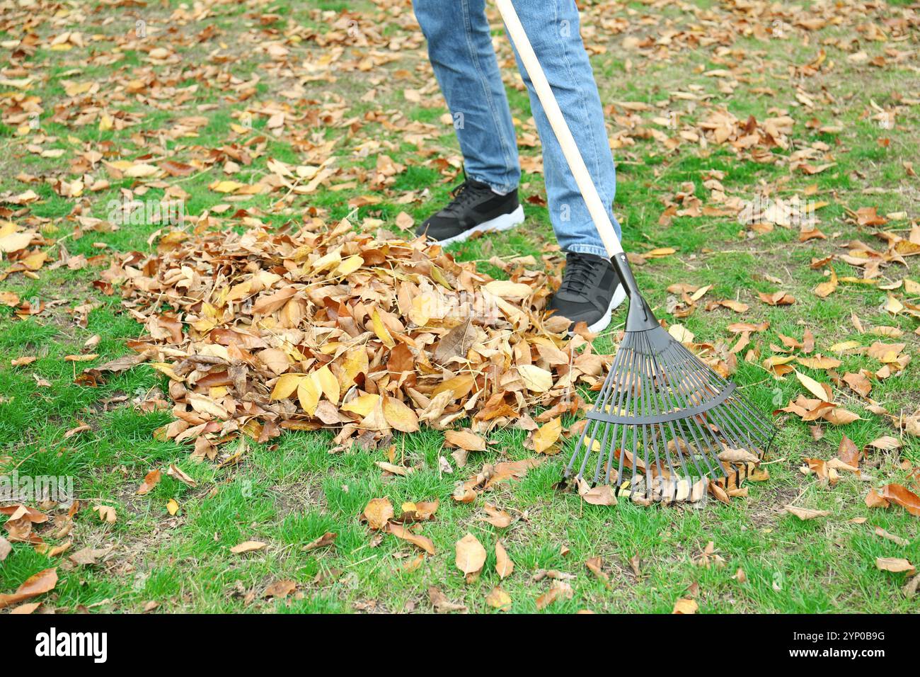 Closeup garden collecting fallen leaves hi-res stock photography and ...