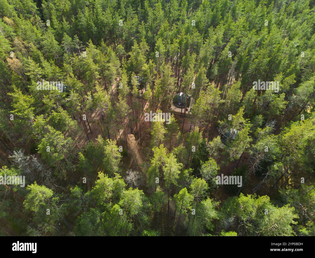 Aerial view of a vibrant forest landscape revealing hidden structures ...