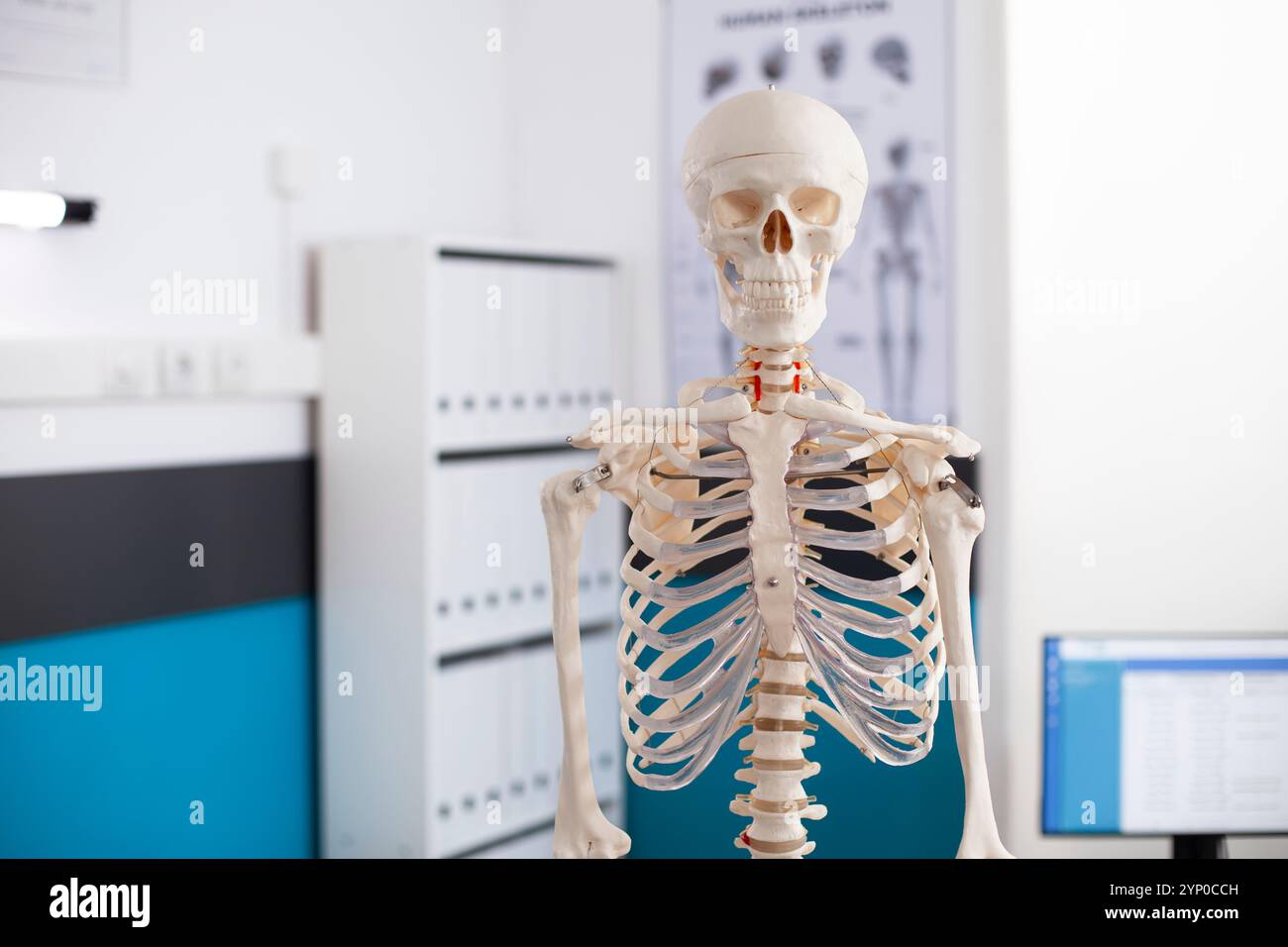 Portrait of human skeleton ready for diagnostics in unoccupied clinical ...