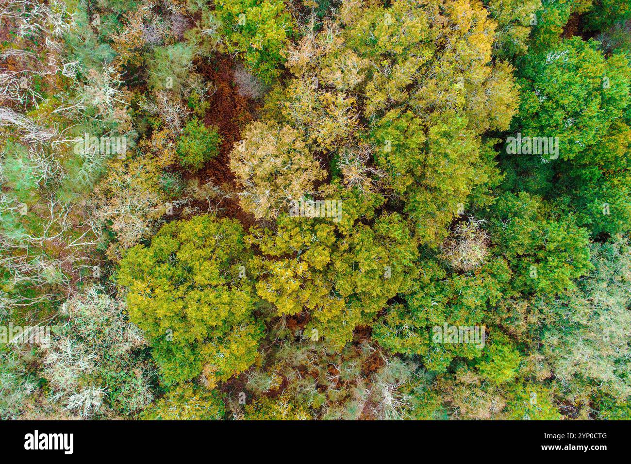 Drone fly down in forest hi-res stock photography and images - Alamy