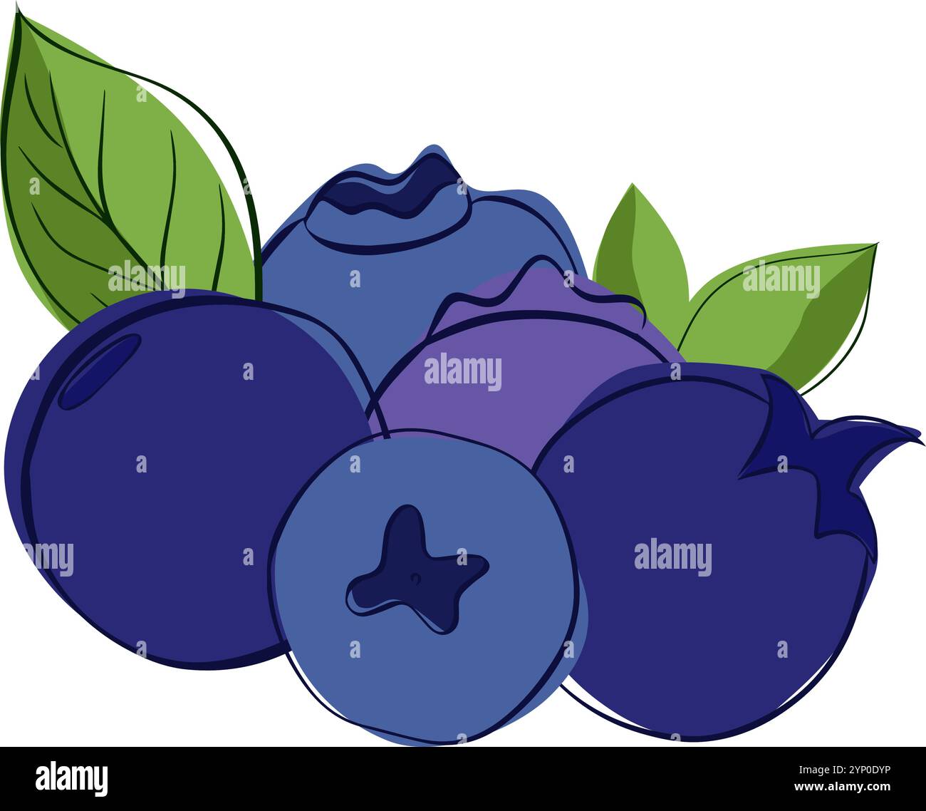 Blueberry big composition graphic line style. Vector illustration ...