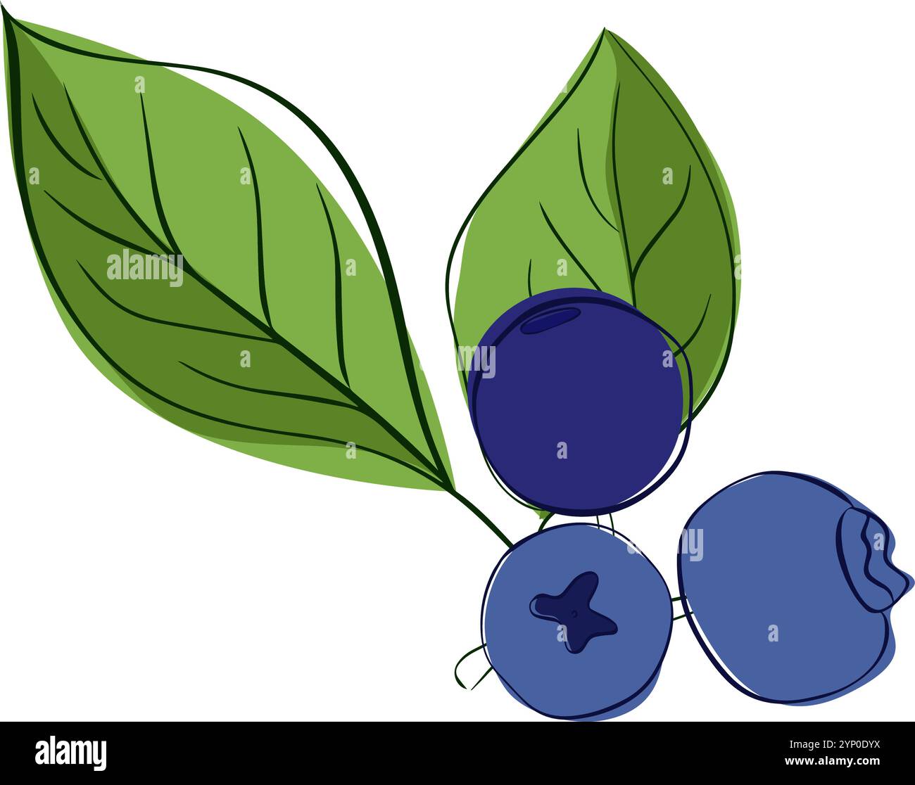Fresh blueberries vector clip art and illustration, simple graphic line ...