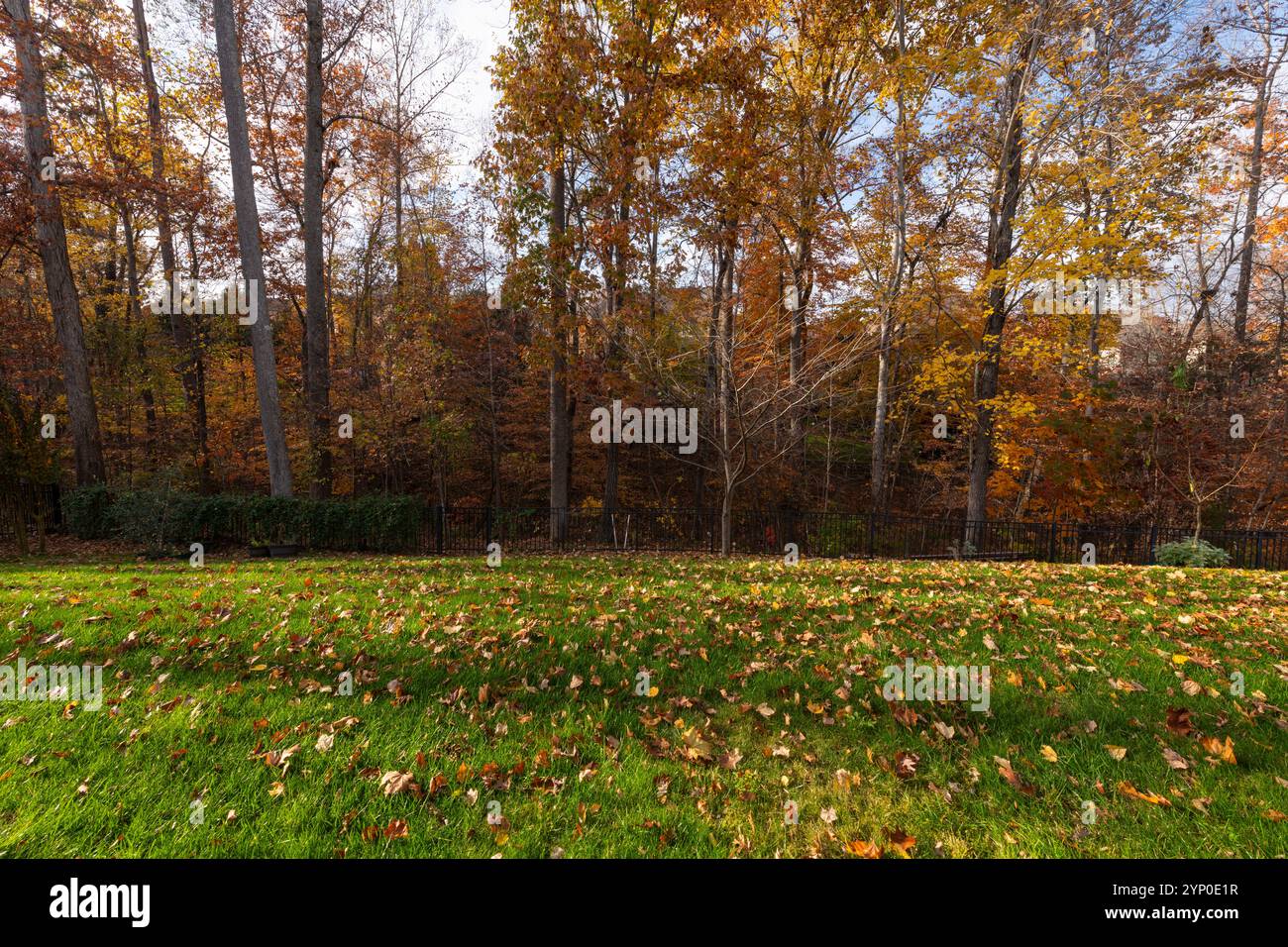 A lush green lawn covered with scattered autumn leaves, surrounded by ...