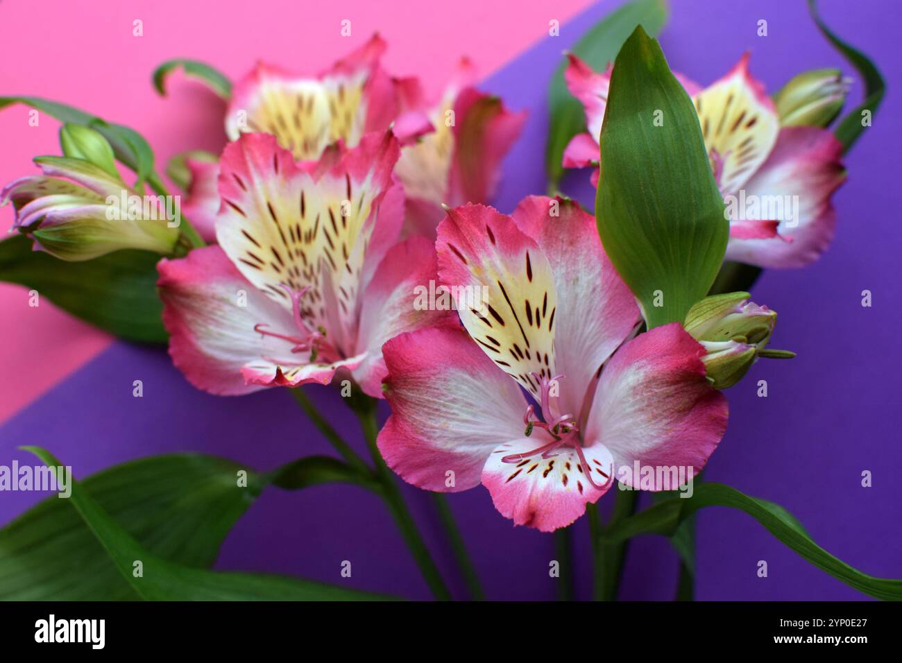 Beautiful pink and purple alstroemeria flowers in green leaves on a ...
