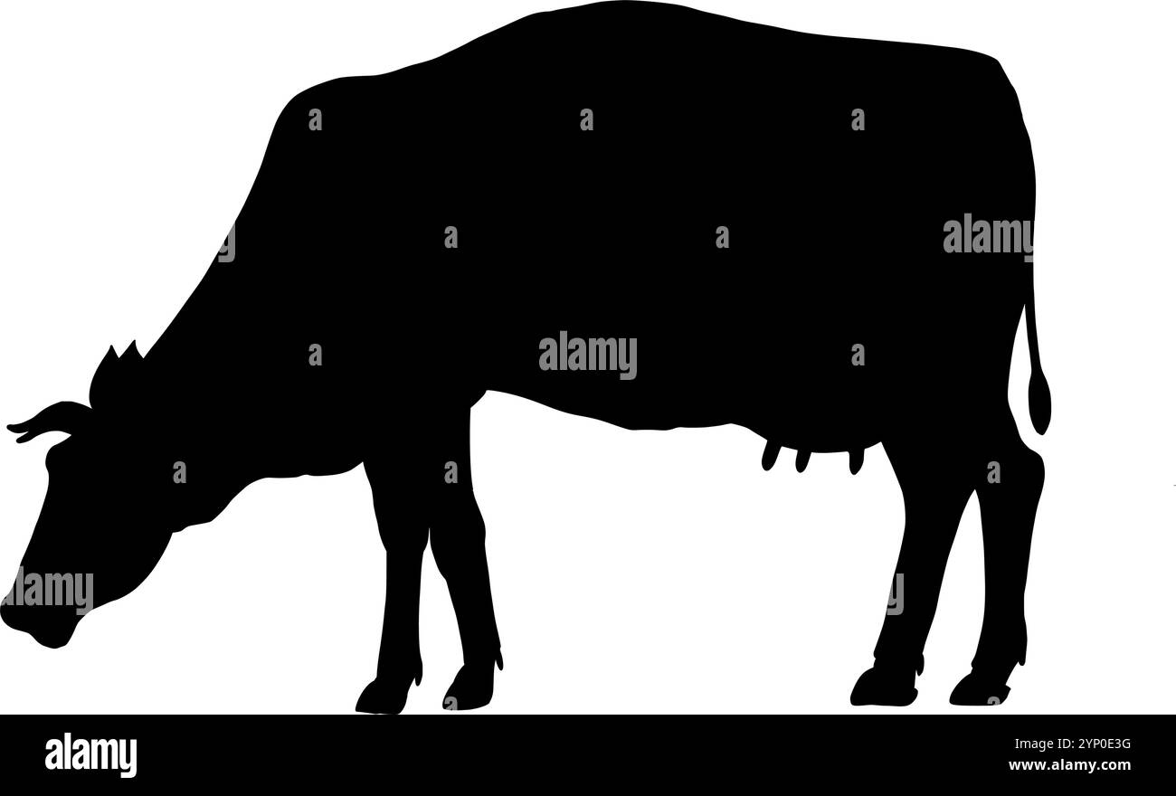 Cow domestic production Black and White Stock Photos & Images - Alamy