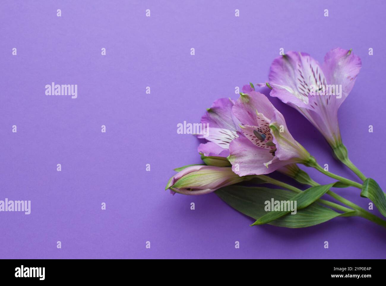Beautiful lilac alstroemeria flowers in green leaves on a purple ...