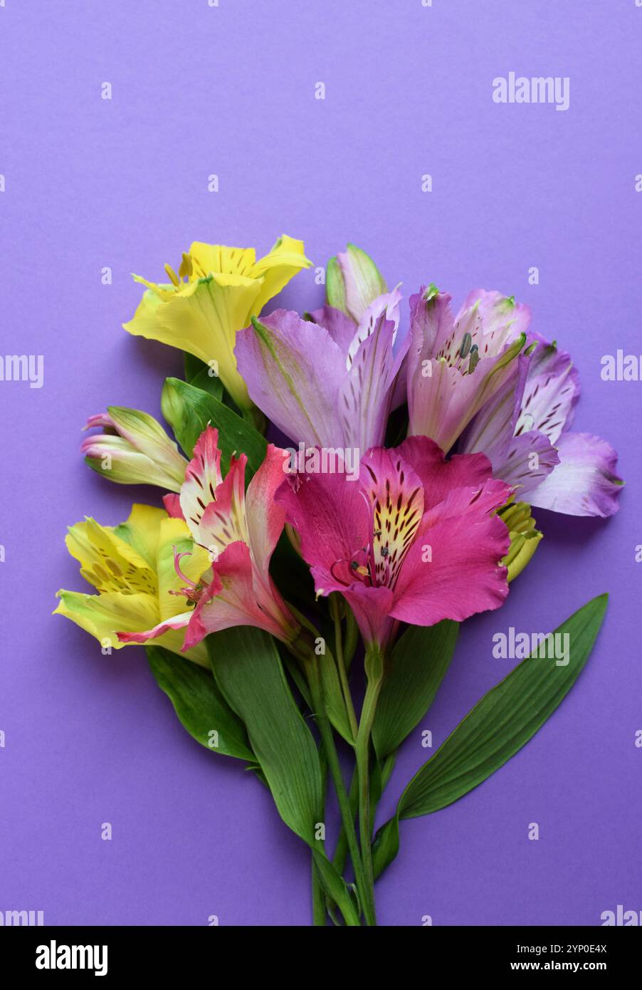 Beautiful pink and purple and yellow alstroemeria flowers in green ...