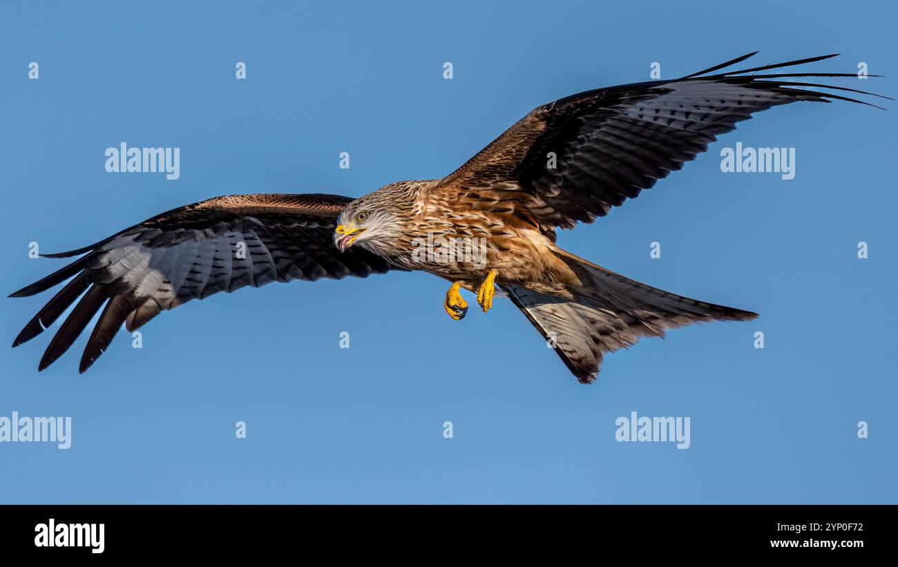 Kites legs hi-res stock photography and images - Alamy
