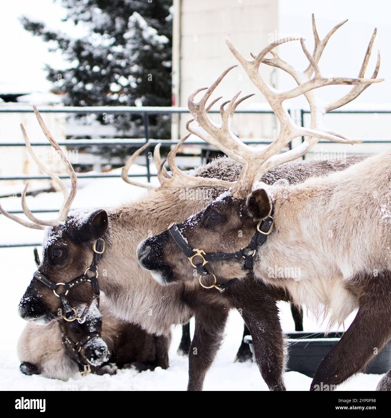 Reindeer rest in the snow at an outdoor market in rural Alberta. The ...