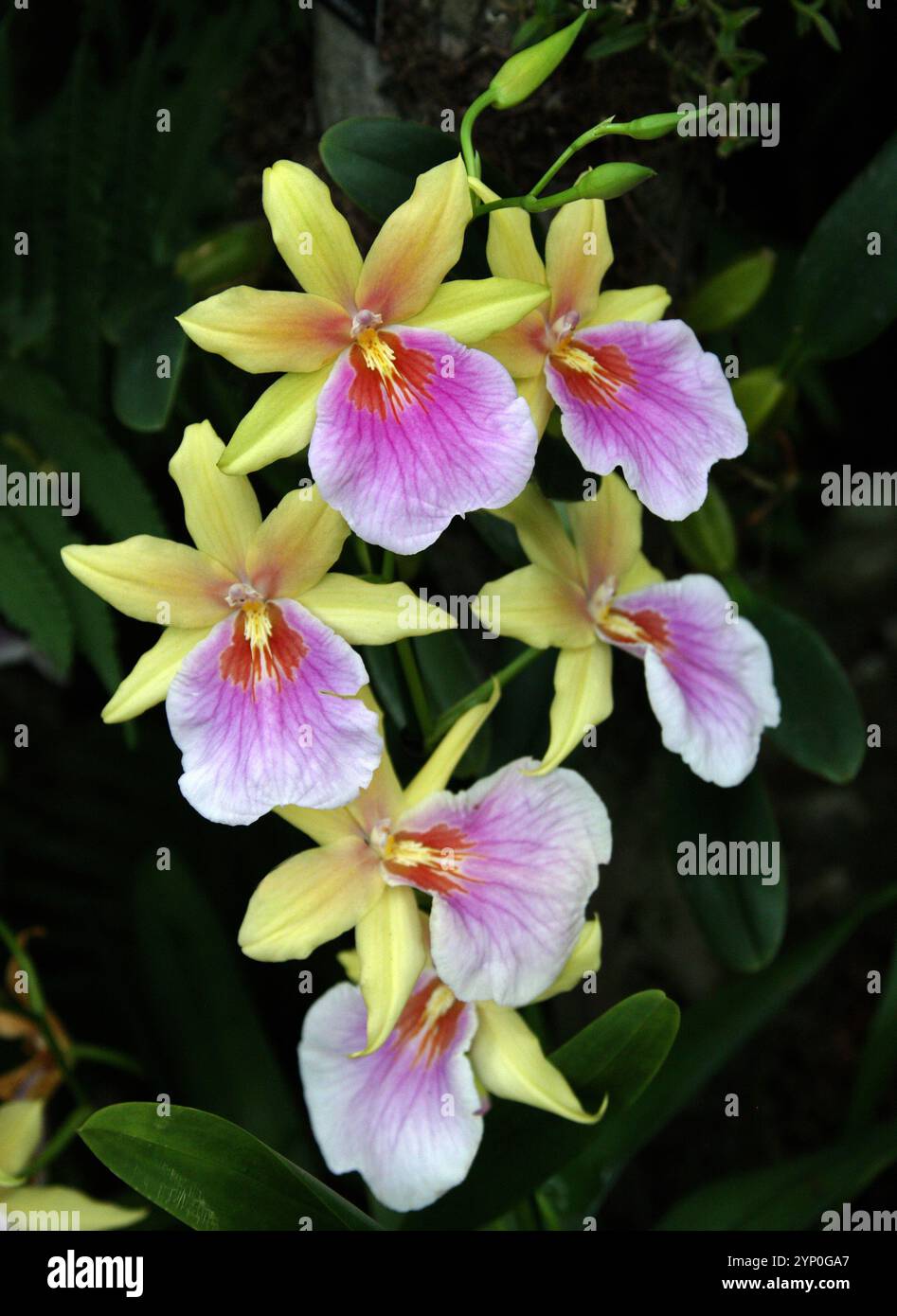 Pansy Orchid or Miltonia Sunset Orchid, Miltoniopsis phalaenopsis ...