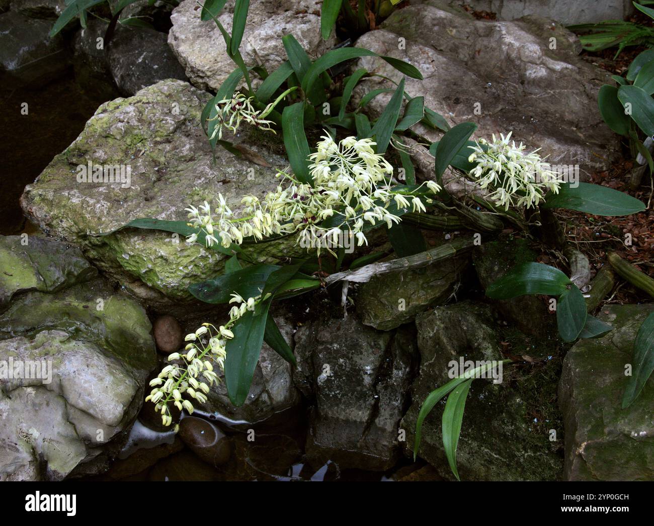 Dendrobium orchid leaves hi-res stock photography and images - Alamy
