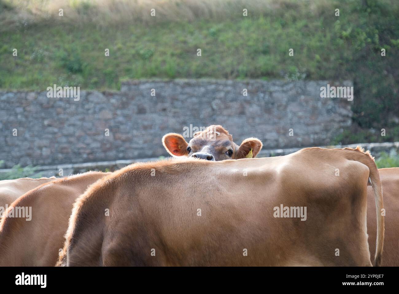 Free range dairy cow hi-res stock photography and images - Alamy