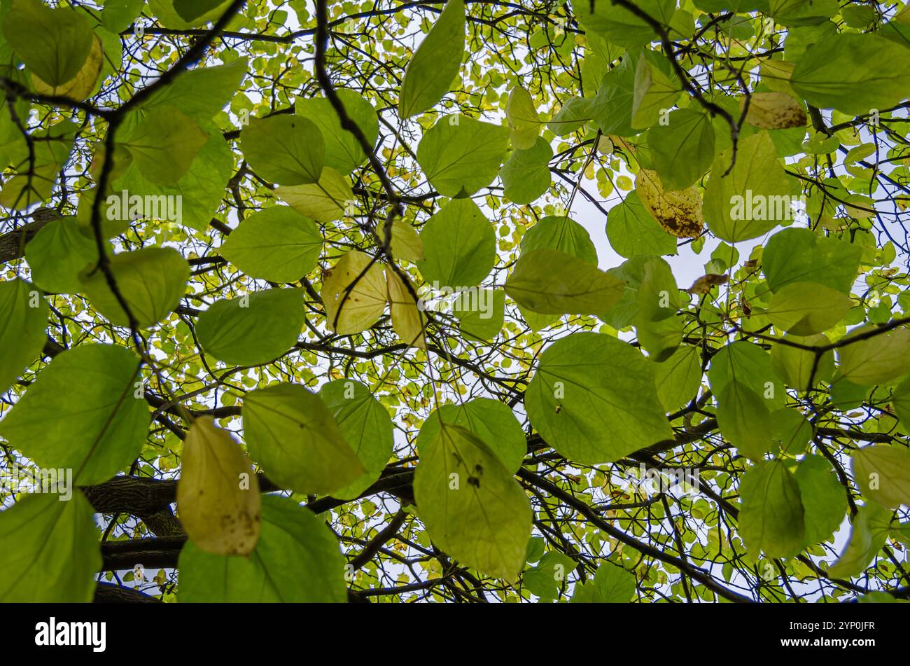 Autumn beautiful natural colors background in a park Stock Photo - Alamy