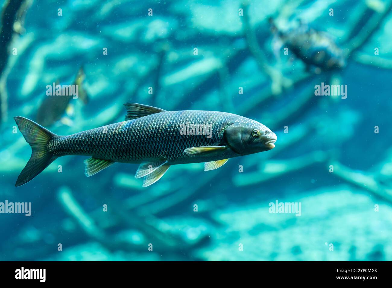 Fischarten aquarium fisch hi-res stock photography and images - Alamy