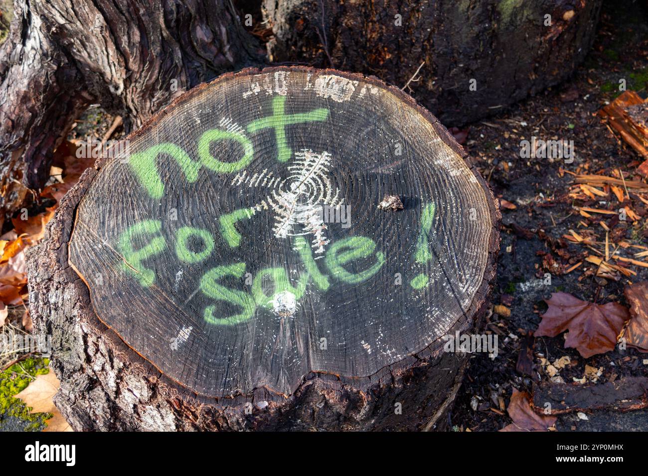 Tree stump log hi-res stock photography and images - Alamy