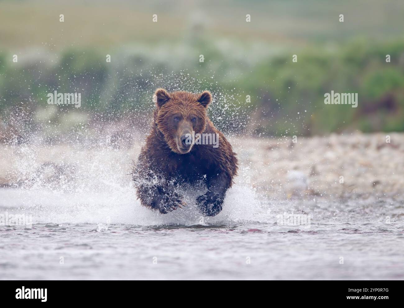 Alaska Brown Bear Charging into River Stock Photo - Alamy