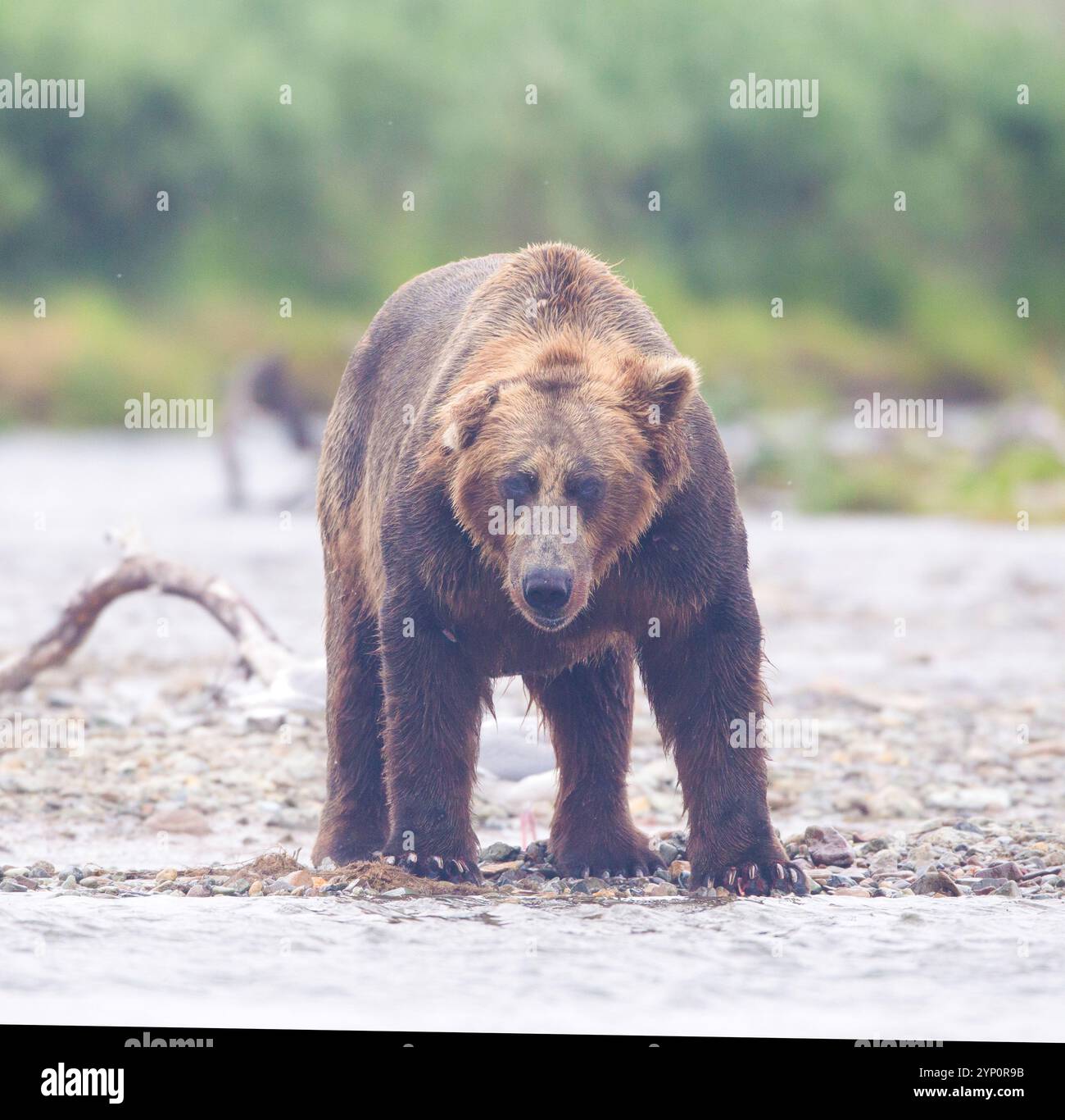 Alaska Brown Bear Looking at Camera Stock Photo - Alamy