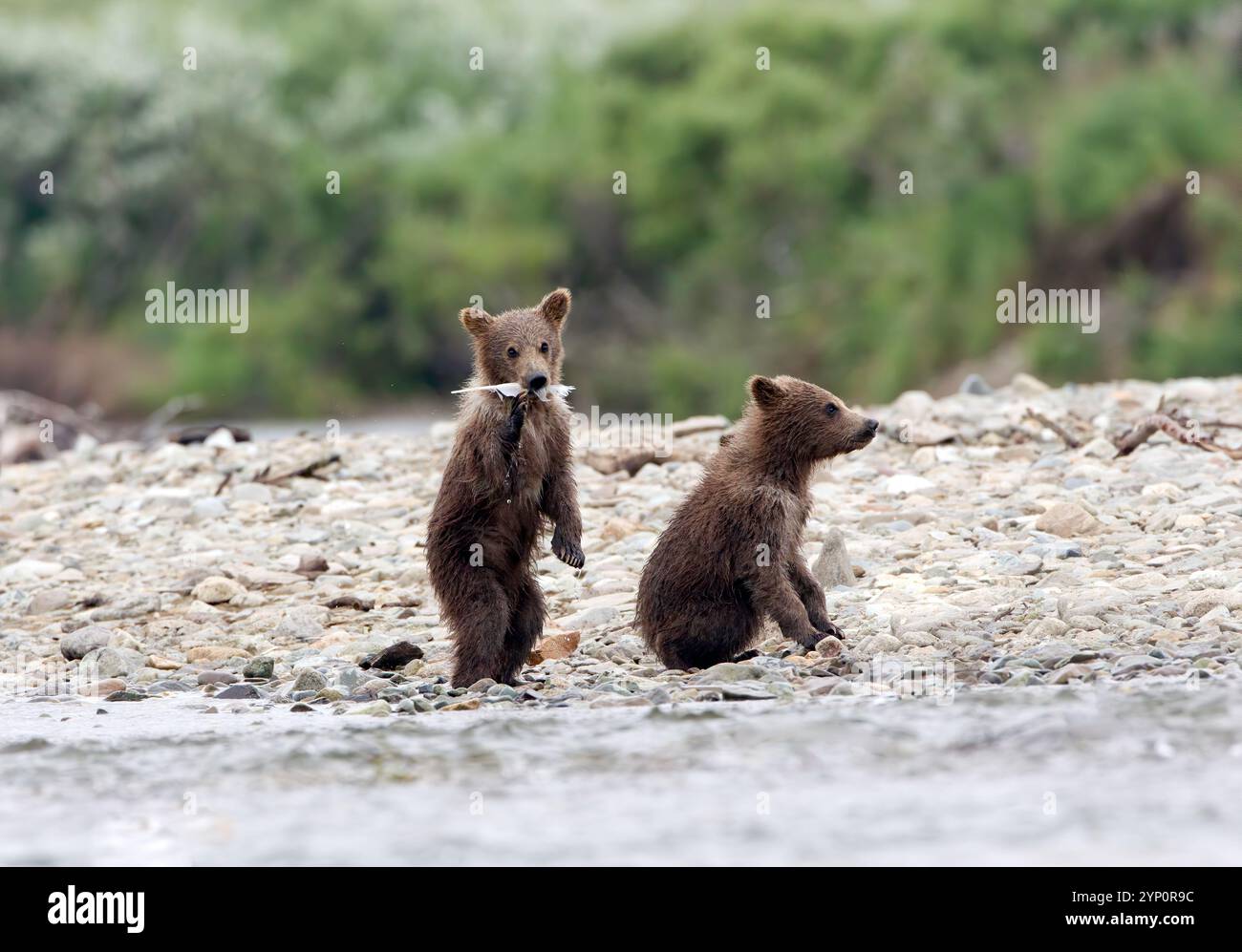 Two Brown Bear Cubs One Standing up with White Feather in Mouth Stock ...