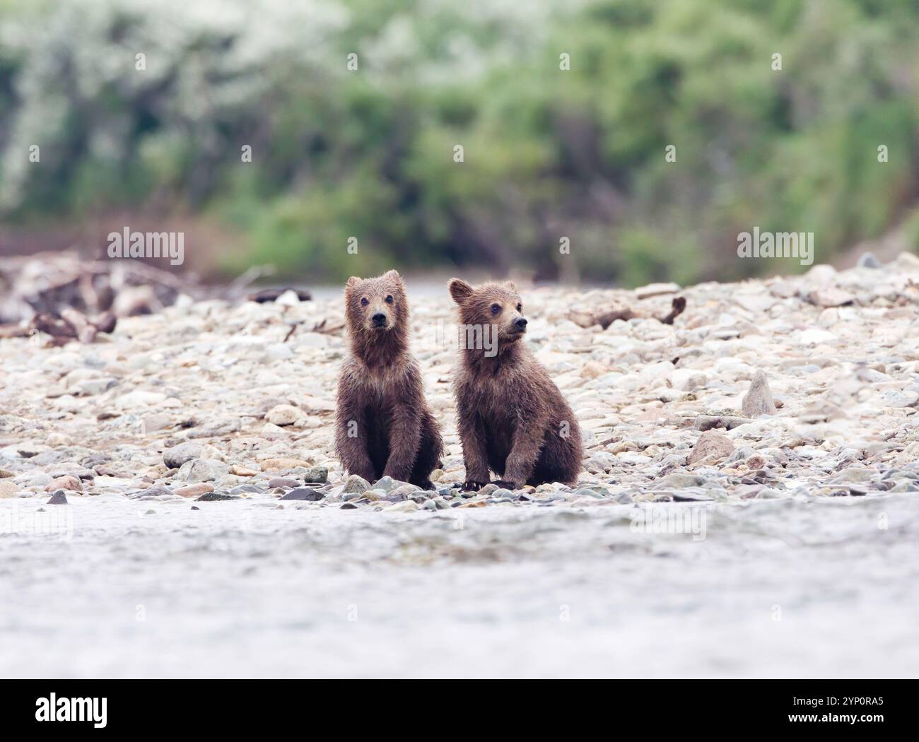 Two Small Brown Bear Spring Cubs Sitting Side by Side Stock Photo - Alamy