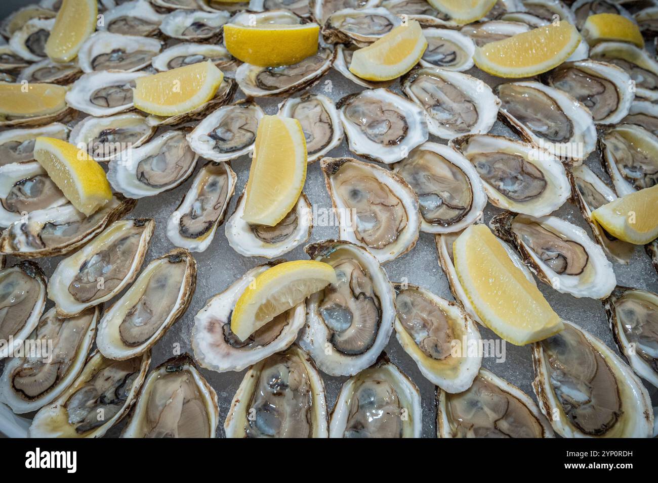 Oysters on the half shell buffet Stock Photo - Alamy