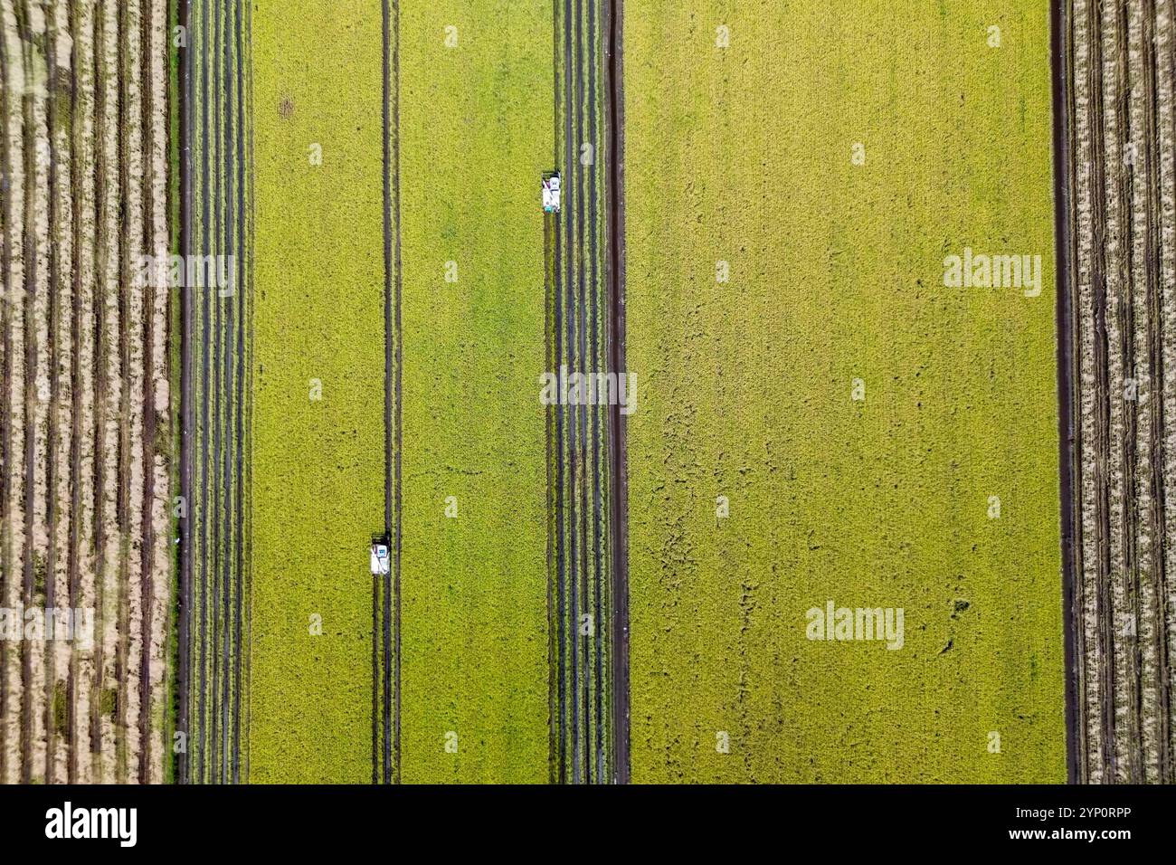 Malaysia working at a rice paddy hi-res stock photography and images ...