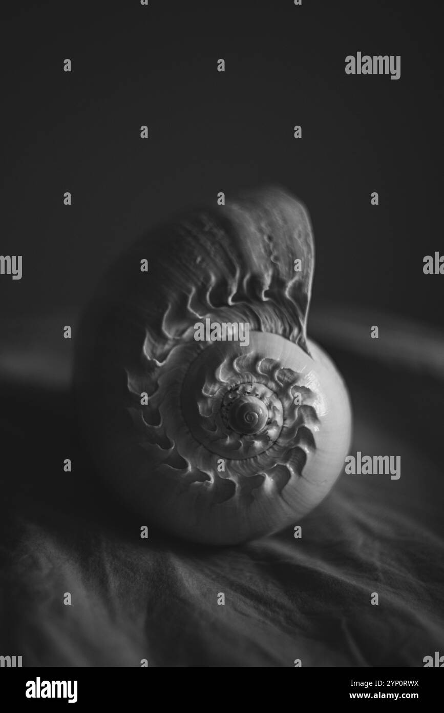 A black and white photograph of a chambered nautilus shell Nautilus ...