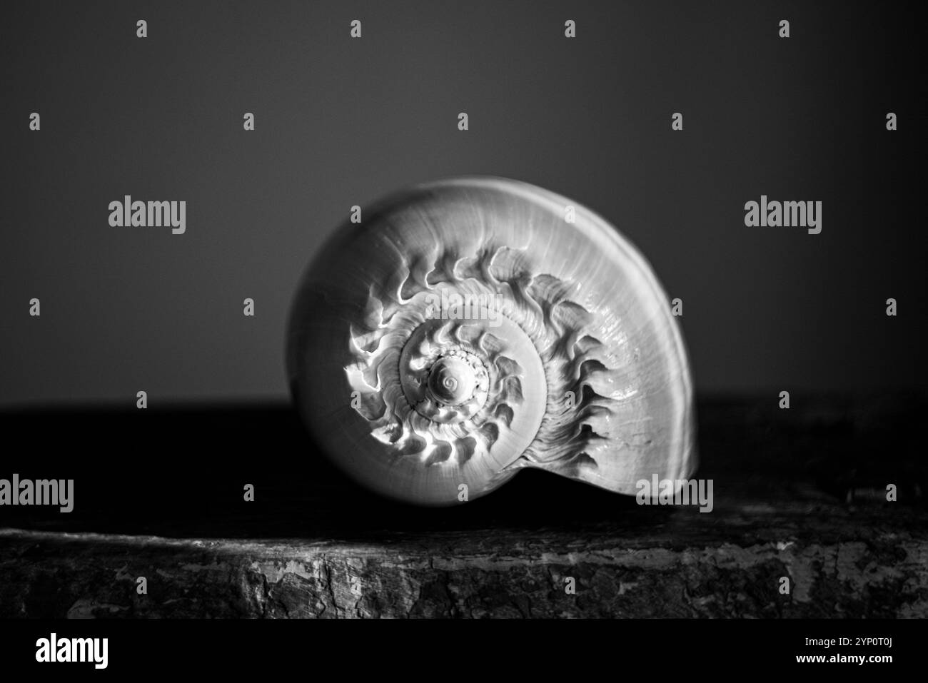 A black and white photograph of a chambered nautilus shell Nautilus ...