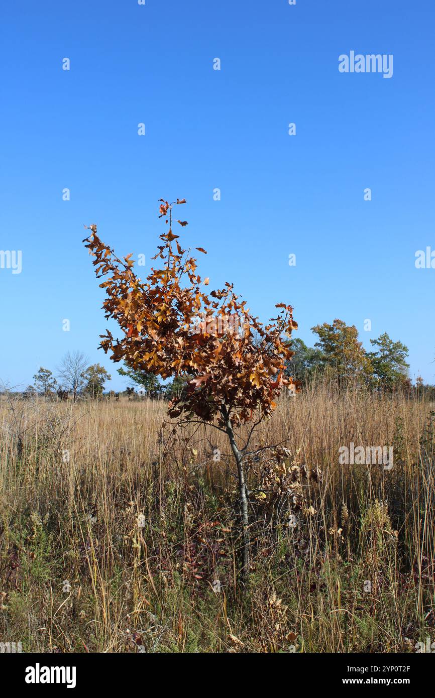 Small black oak tree in orange leaves in autumn in a field at Illinois ...