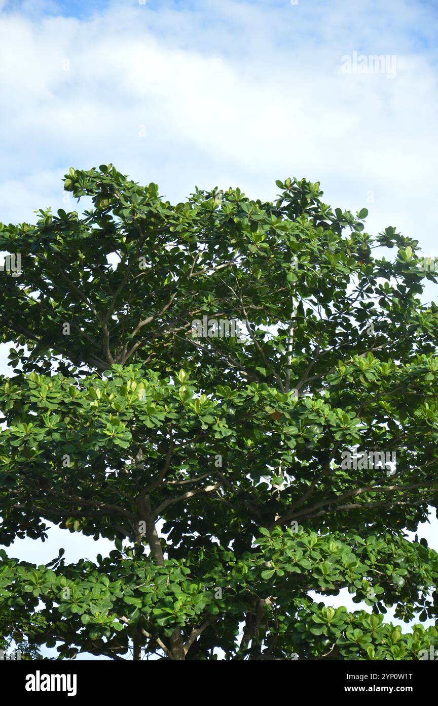 Terminalia catappa tree against the sjy Stock Photo - Alamy