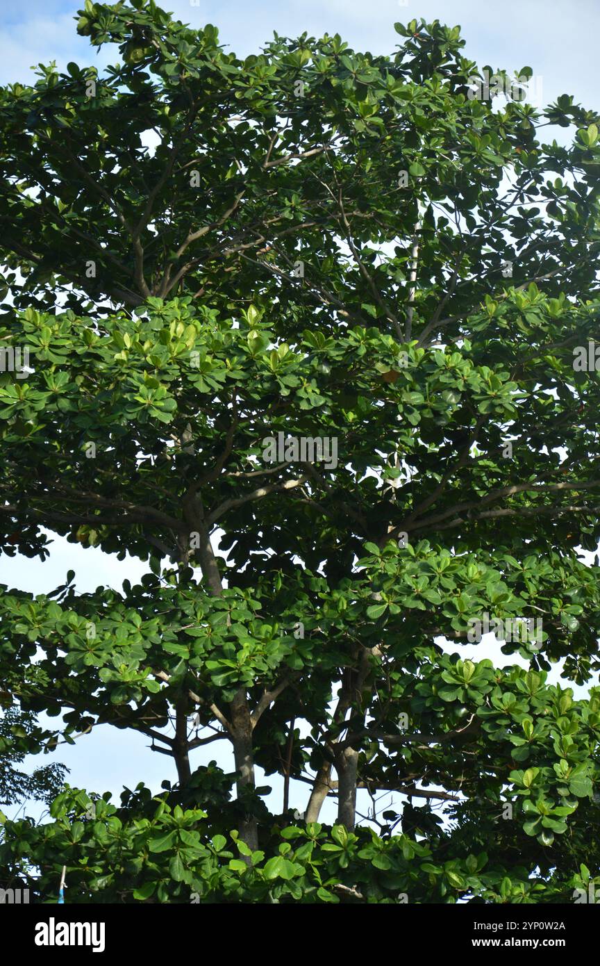 Catappa trees hi-res stock photography and images - Alamy