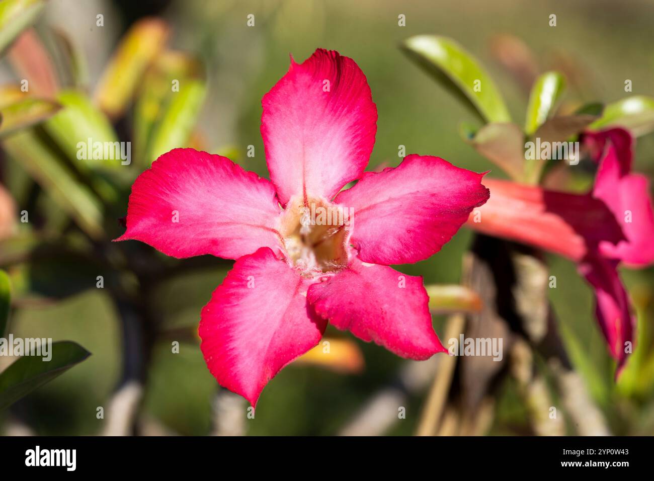 Vibrant pink Desert Rose flower (Adenium obesum) in full bloom Stock ...
