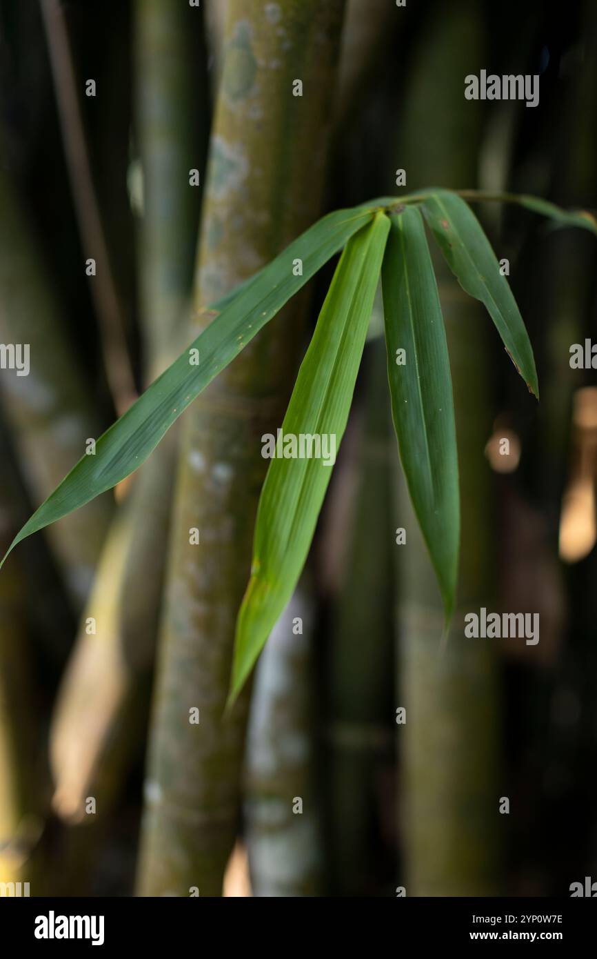 Background shot dense bamboo hi-res stock photography and images - Alamy