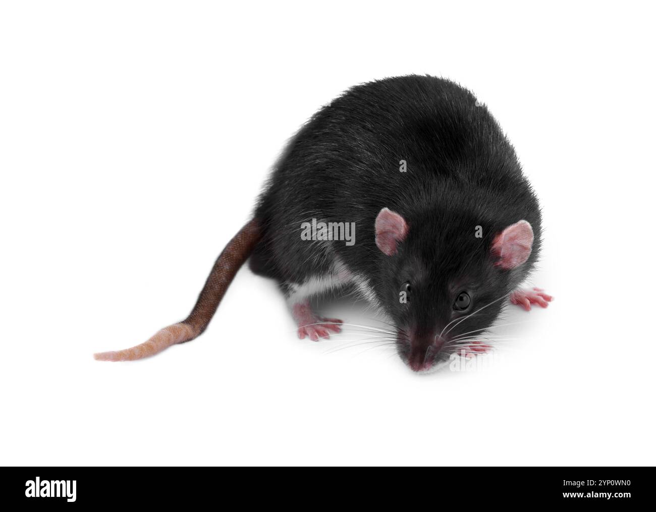 One rat on white background. Cute rodent Stock Photo - Alamy