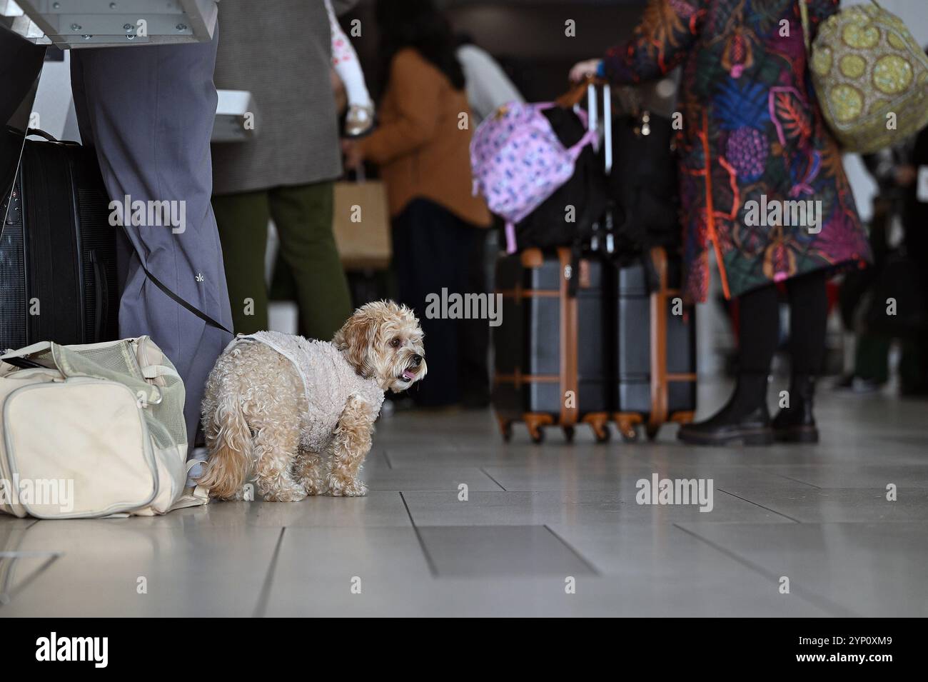 A traveler and her dog stand at a ticket agent counter in Terminal B at ...