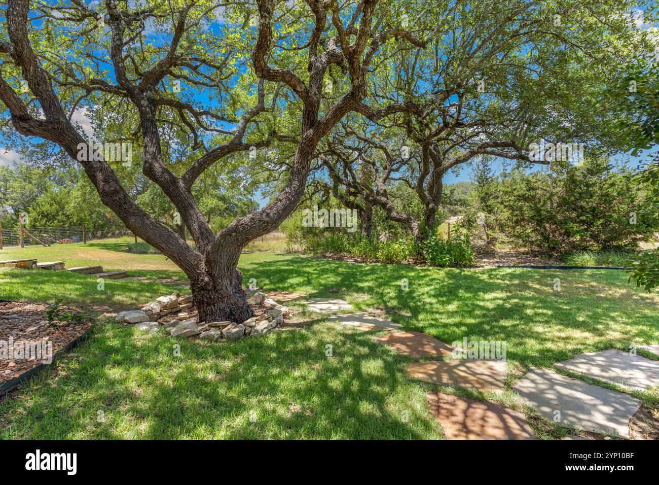 Majestic oak trees casting shadows over a serene garden retreat Stock ...