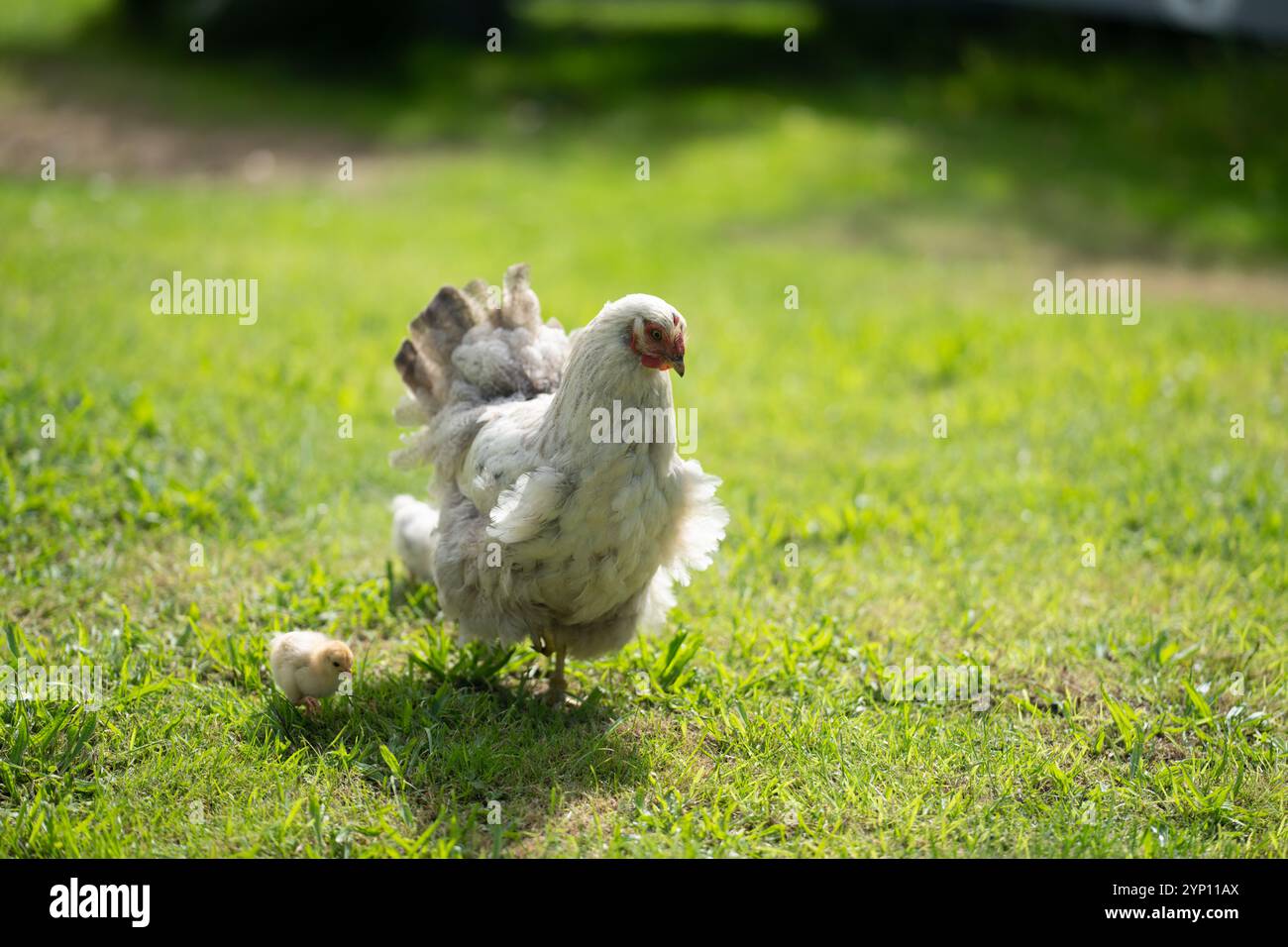 Chicken mom with chicks. Livestock countryside animals. Poultry dairy ...