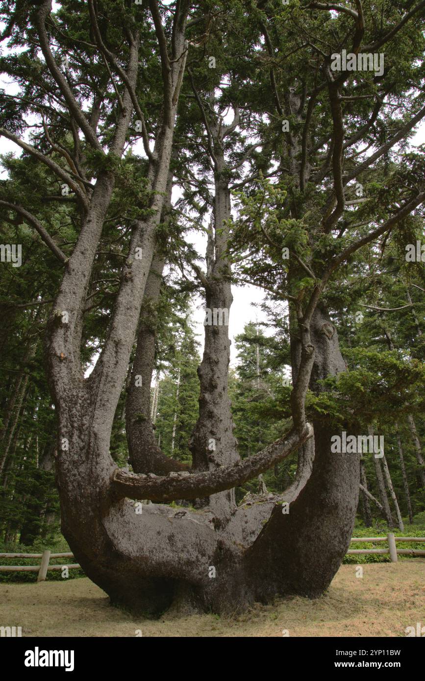 Massive tree, specifically a famous Sitka spruce (Picea sitchensis ...