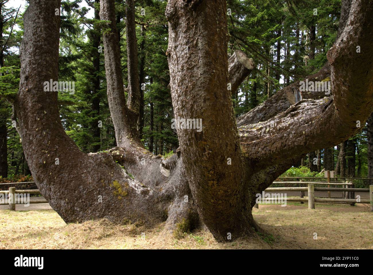Massive tree, specifically a famous Sitka spruce (Picea sitchensis ...