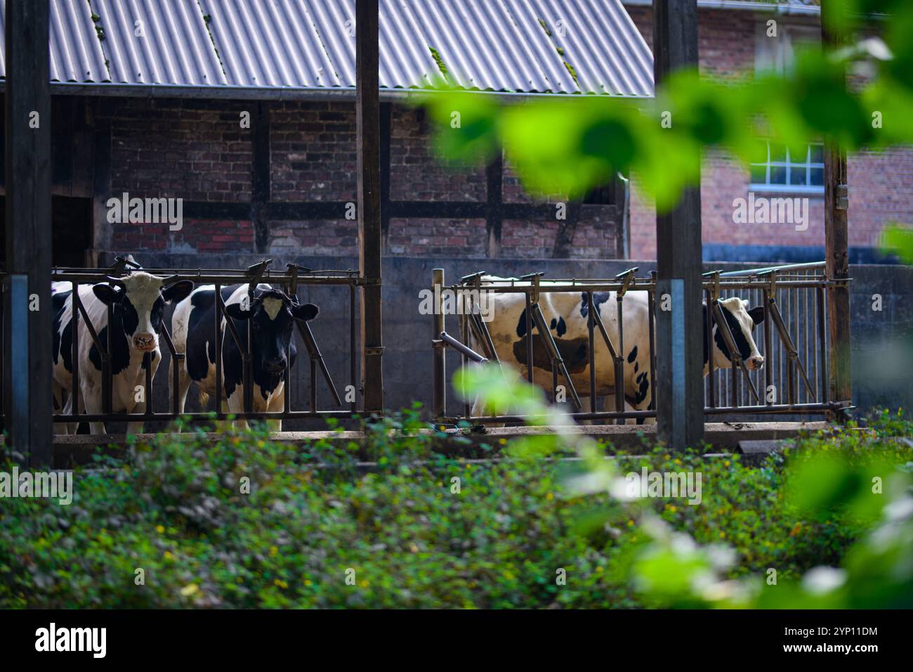 Cow at milk farm. Cow dairy farm milk. Cow factory. Agriculture ...