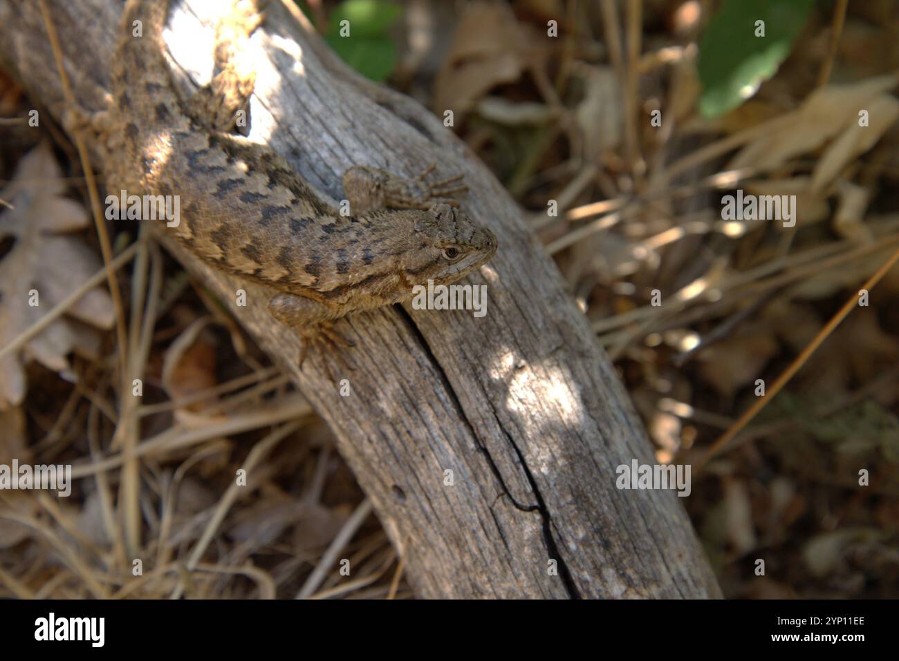 Nonvenomous lizard hi-res stock photography and images - Alamy