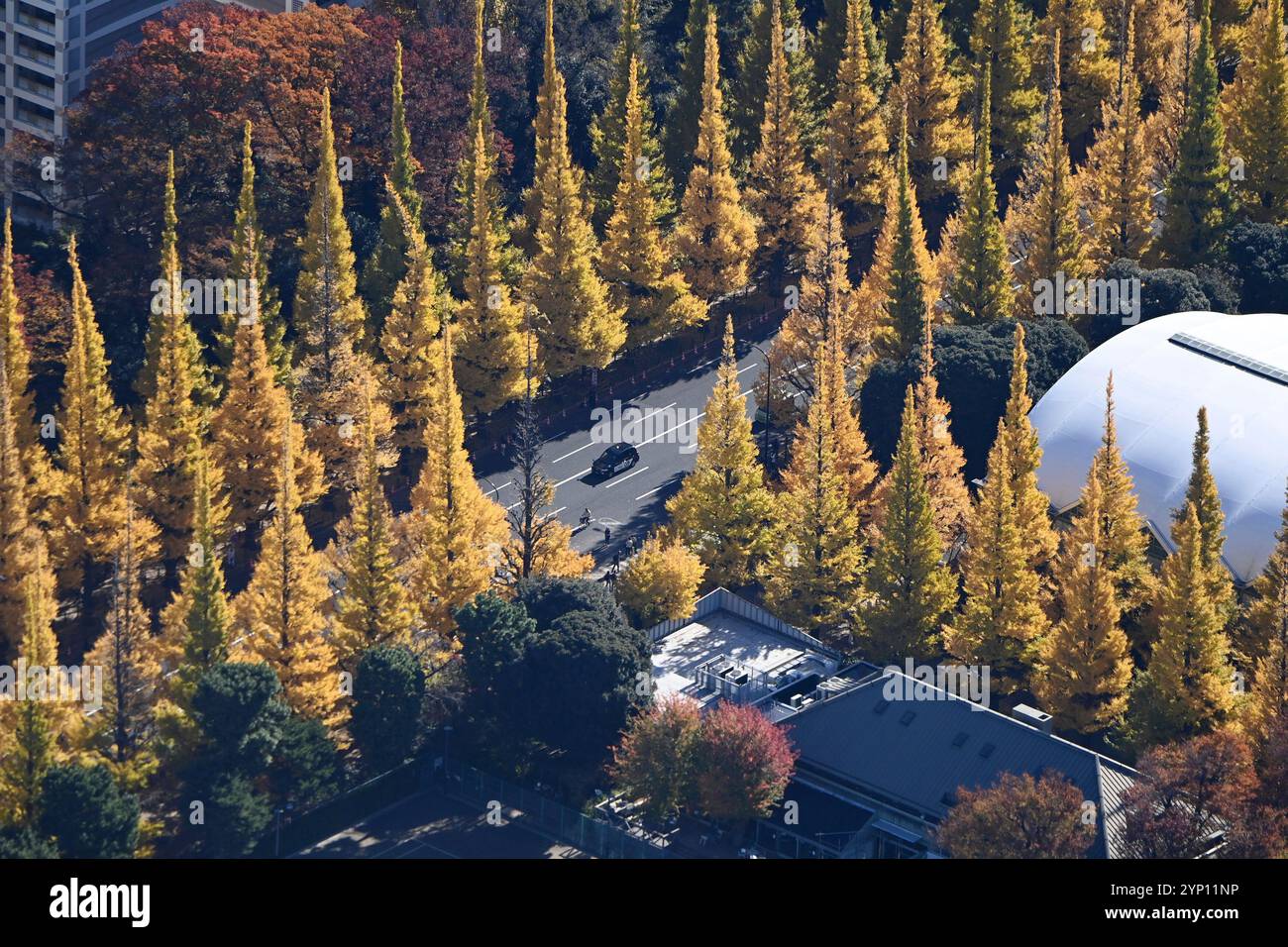 A bird's eye photo shows ginko tree row glowing golden yellow in autumn ...