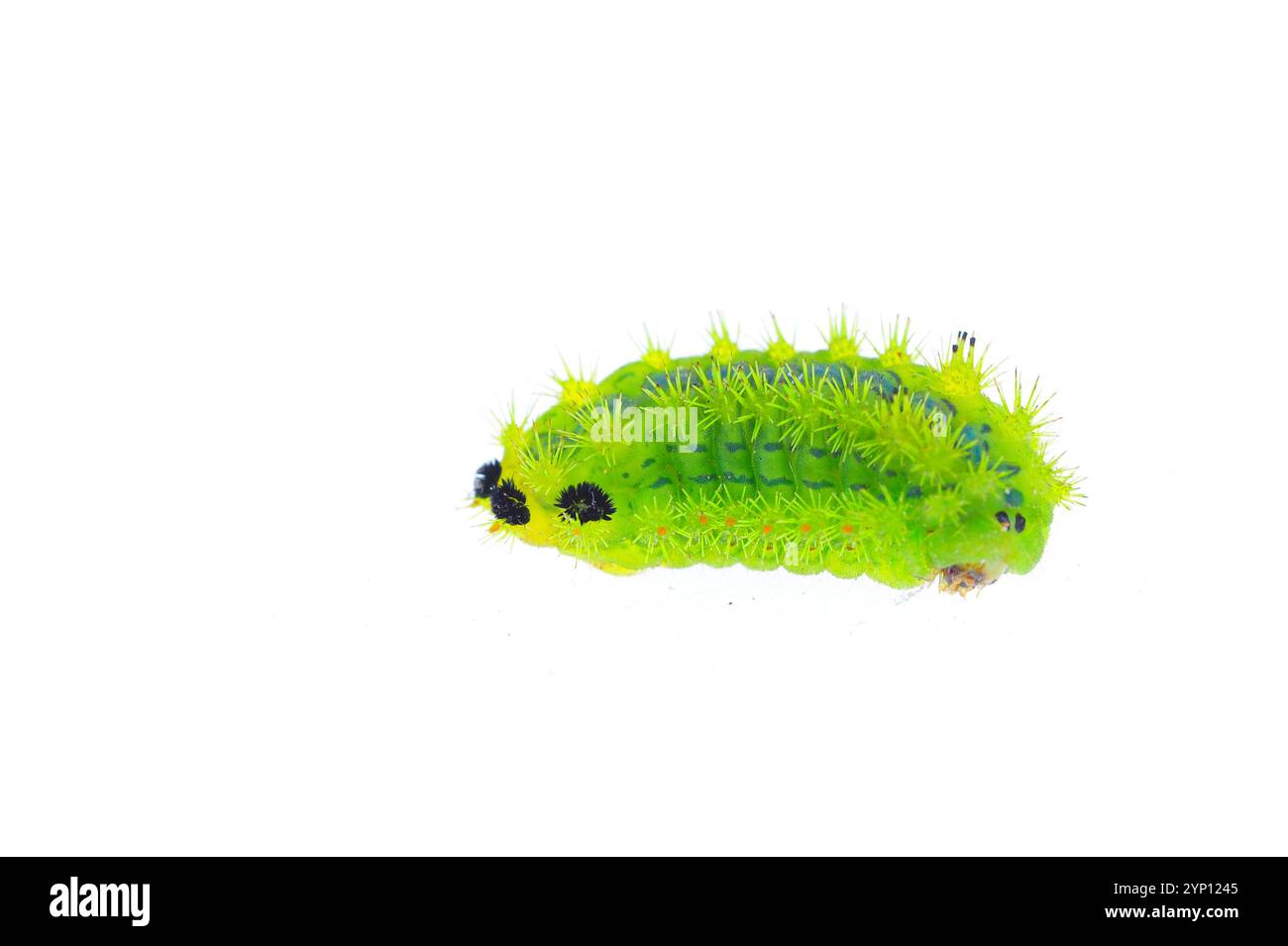 Moth larvae in the white background Stock Photo - Alamy